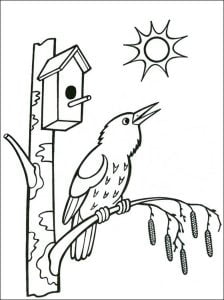Coloring pages: Starlings, printable for kids & adults, free