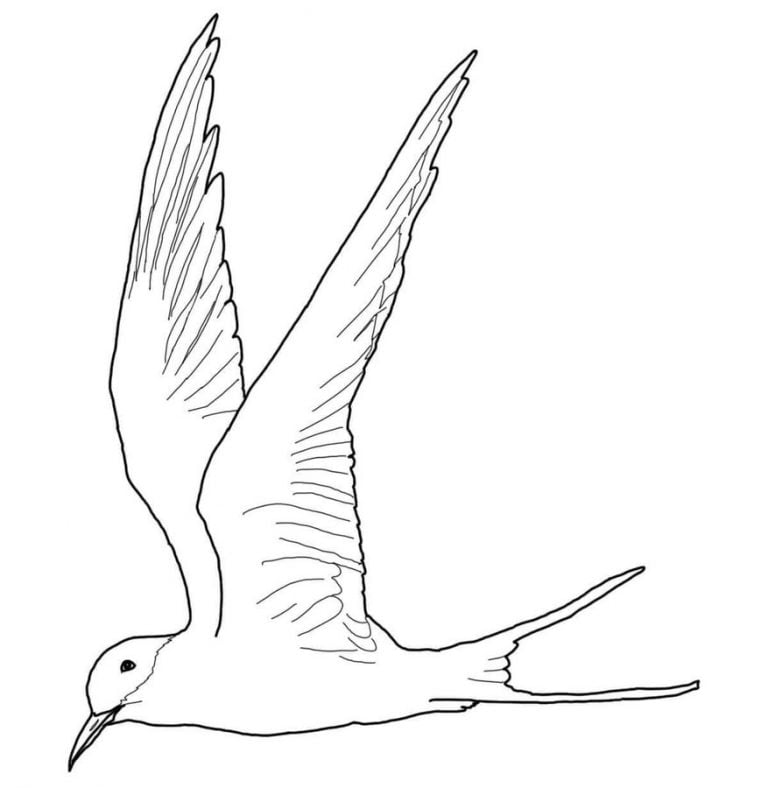 Coloriages: Sternes imprimable, gratuit, pour les enfants et les adultes