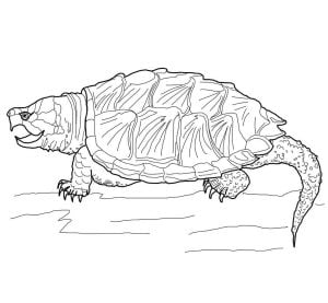 Coloring pages: Terrapin, printable for kids & adults, free