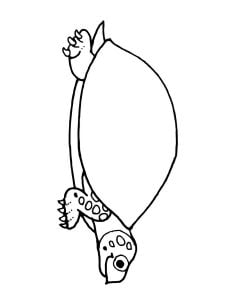 Coloring pages: Terrapin, printable for kids & adults, free