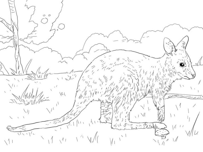 Coloring pages: Wallaby, printable for kids & adults, free