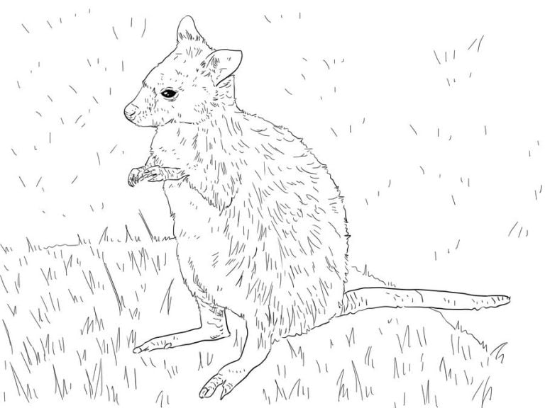 Coloring pages: Wallaby, printable for kids & adults, free