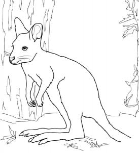 Coloring pages: Wallaby, printable for kids & adults, free