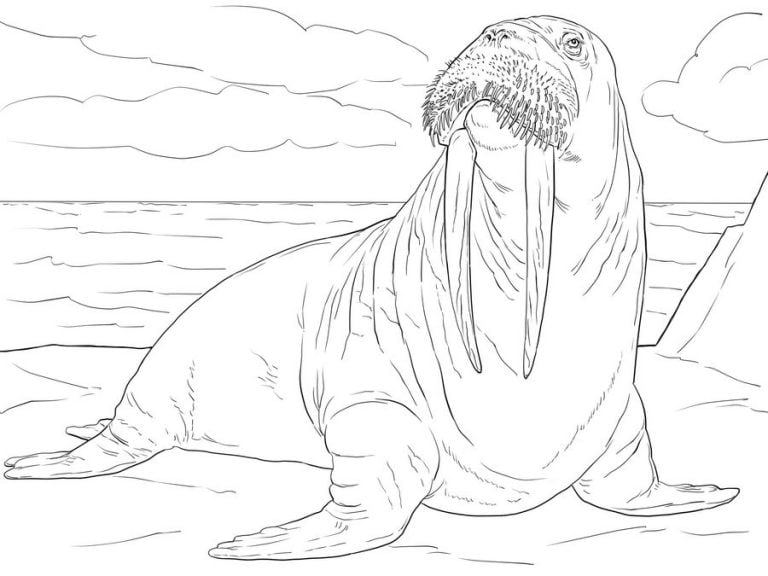 Kolorowanki: Mors do druku dla dzieci i dorosłych