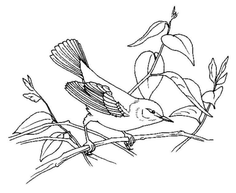 Coloring pages: Warbler, printable for kids & adults, free