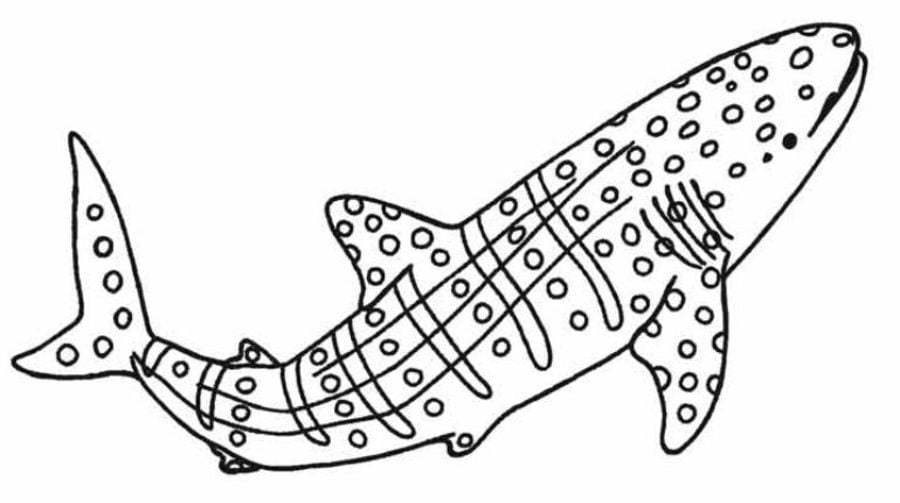Dibujos Para Colorear Tiburones Ballena Imprimible Gratis Para Los