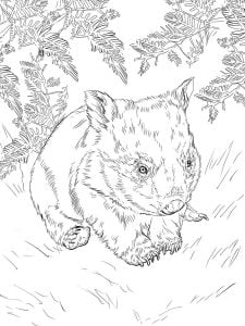 Coloring pages: Wombat, printable for kids & adults, free