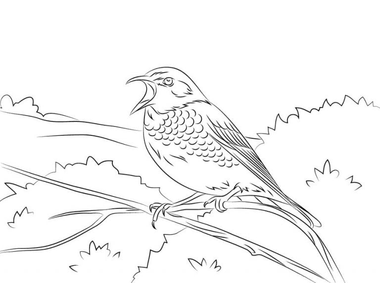 Coloring pages: Thrush, printable for kids & adults, free