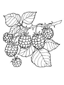 Dibujos para colorear: Mora imprimible, gratis, para los niños y los ...
