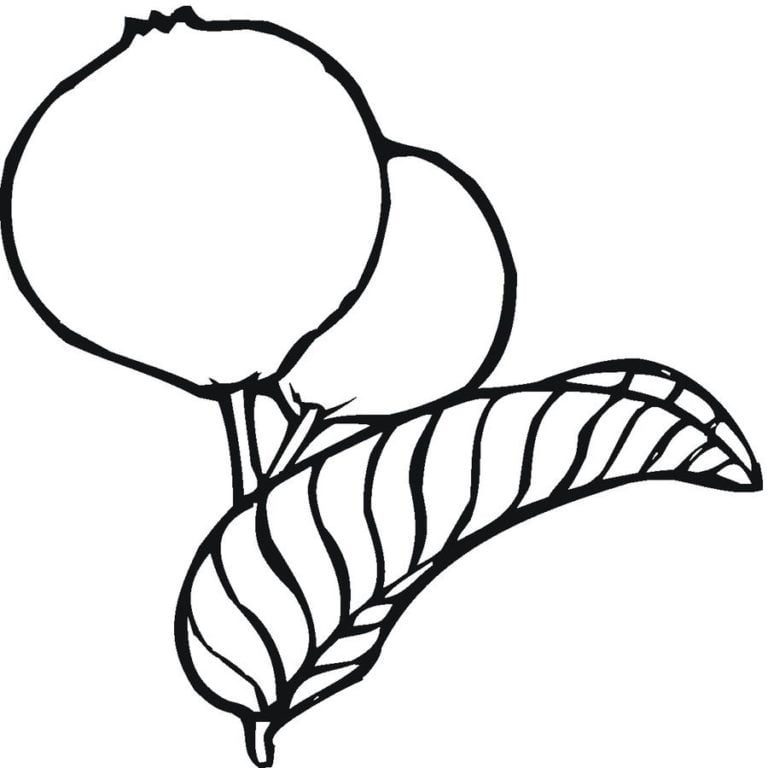 Coloring pages: Guava, printable for kids & adults, free to download