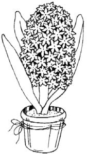 Kolorowanki: Hiacynt do druku dla dzieci i dorosłych, do pobrania za darmo