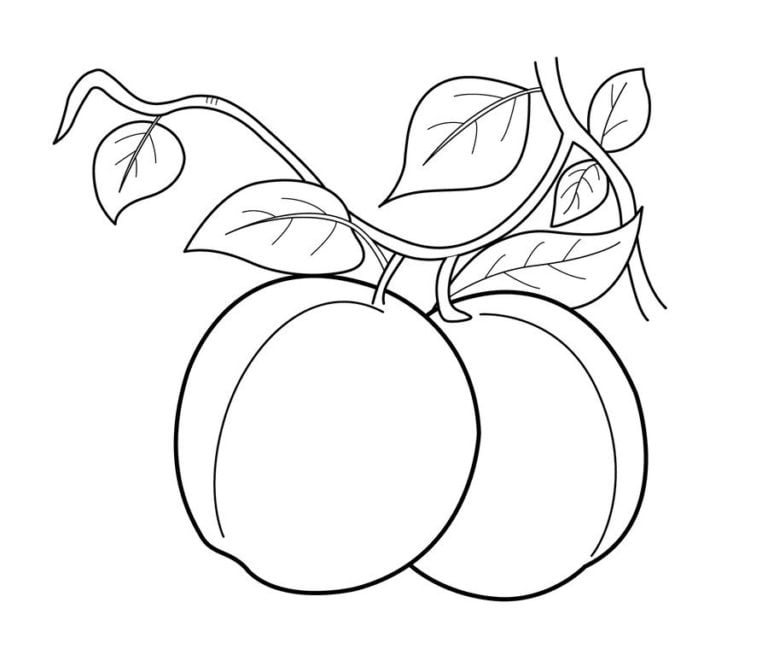 Coloring pages: Apricot, printable for kids & adults, free to download