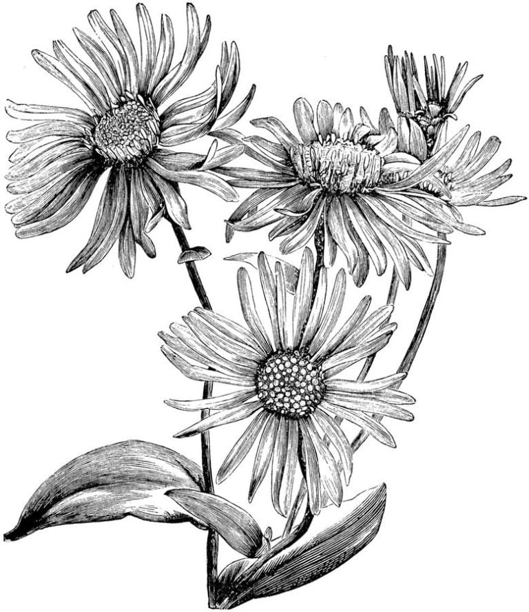 Coloring pages: Aster, printable for kids & adults, free to download