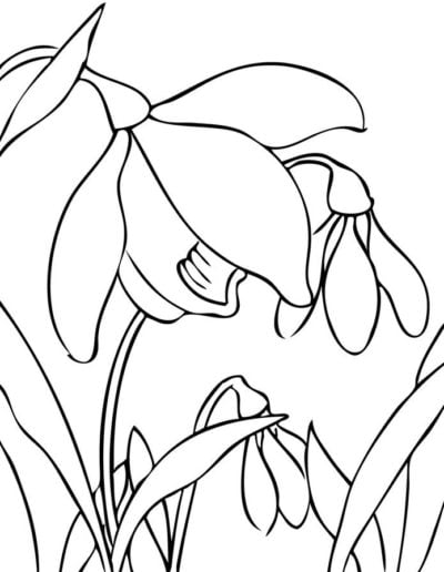 Coloring pages: Snowdrop, printable for kids & adults, free to download
