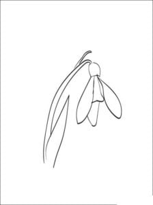Coloring pages: Snowdrop, printable for kids & adults, free to download