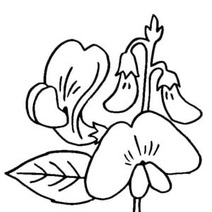 Coloring pages: Sweet pea, printable for kids & adults, free to download
