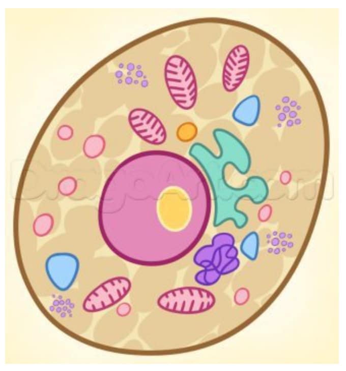 How to draw: Bacteria - easy step by step tutorial for kids