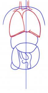 How to draw: Organs - easy step by step tutorial for kids