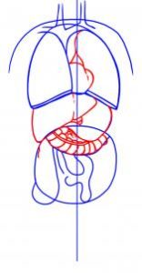 How to draw: Organs - easy step by step tutorial for kids
