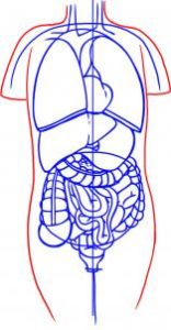How to draw: Organs - easy step by step tutorial for kids