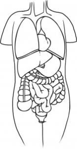 How to draw: Organs - easy step by step tutorial for kids