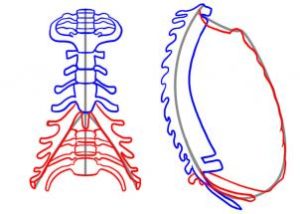How to draw: Thorax - easy step by step tutorial for kids