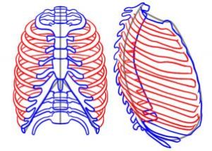 Tutorial de dibujo: Tórax paso a paso, para niños