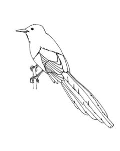 Kolorowanki: Sroka do druku dla dzieci i dorosłych, do pobrania za darmo