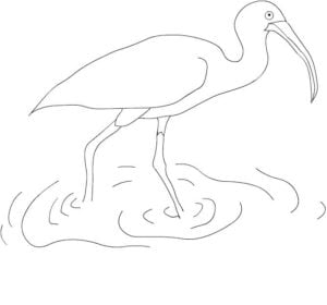 Coloring pages: Ibis, printable for kids & adults, free to download