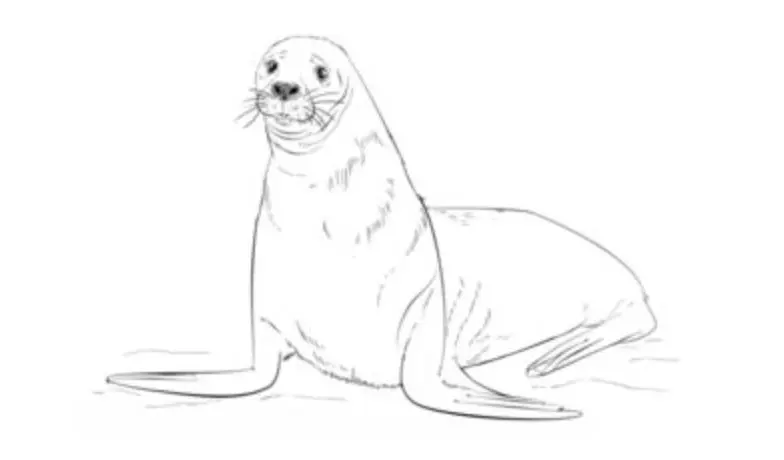 Tutorial de dibujo: Foca paso a paso, para niños