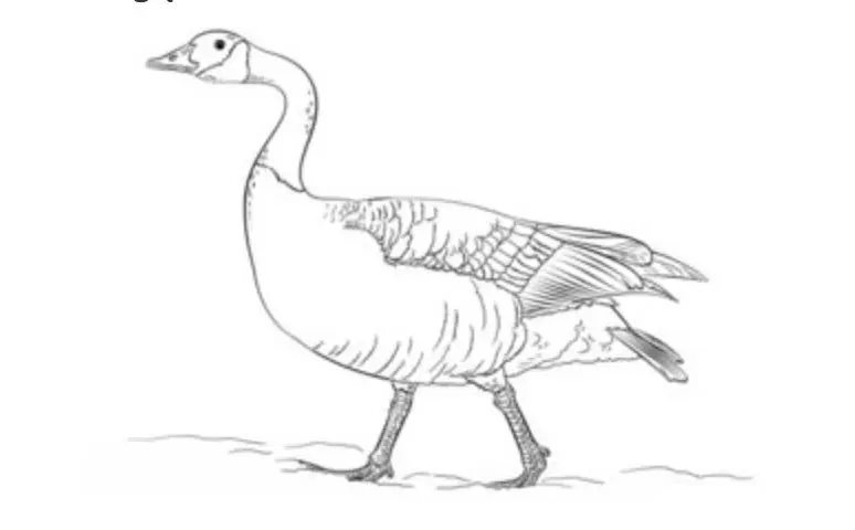 How to draw: Goose - easy step by step tutorial for kids