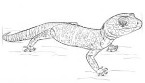 How to draw: Gecko lizard - easy step by step tutorial for kids