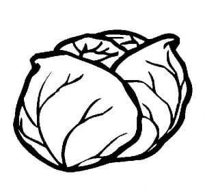 Coloring pages: Cabbage, printable for kids & adults, free to download