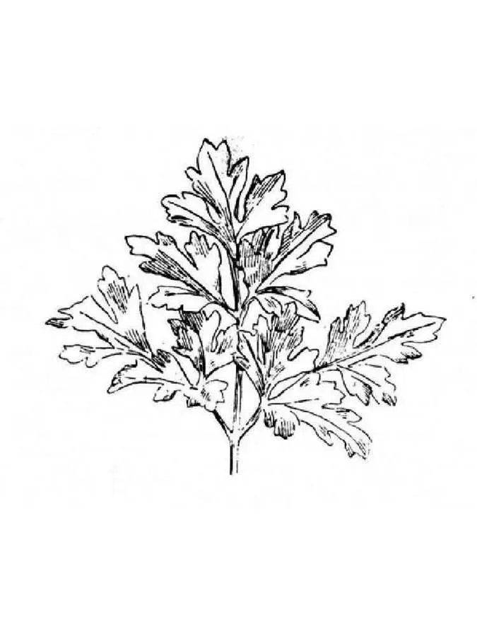 Coloring pages: Parsley, printable for kids & adults, free to download