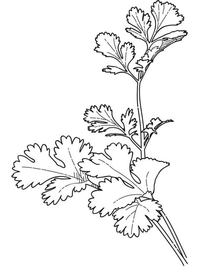 Coloring pages: Parsley, printable for kids & adults, free to download