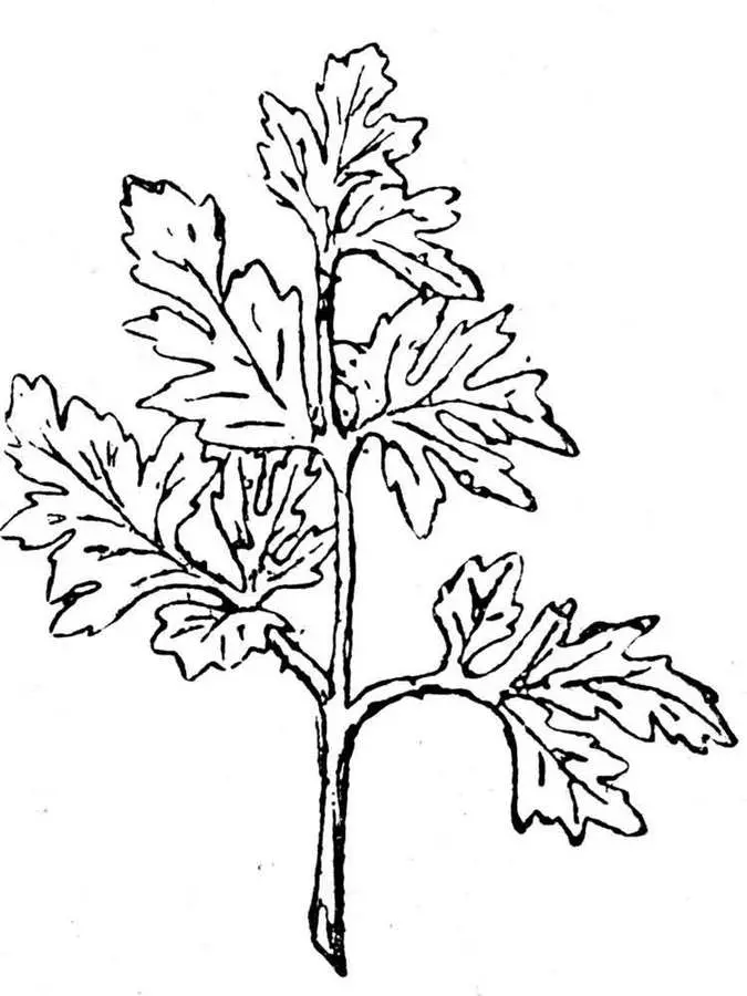 Coloring pages: Parsley, printable for kids & adults, free to download