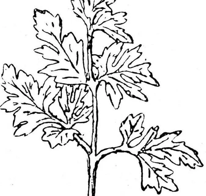 Coloring pages: Parsley, printable for kids & adults, free to download
