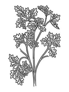 Coloring pages: Parsley, printable for kids & adults, free to download