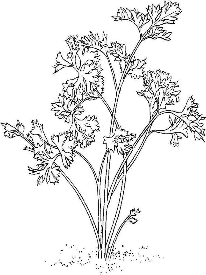 Coloring pages: Parsley, printable for kids & adults, free to download